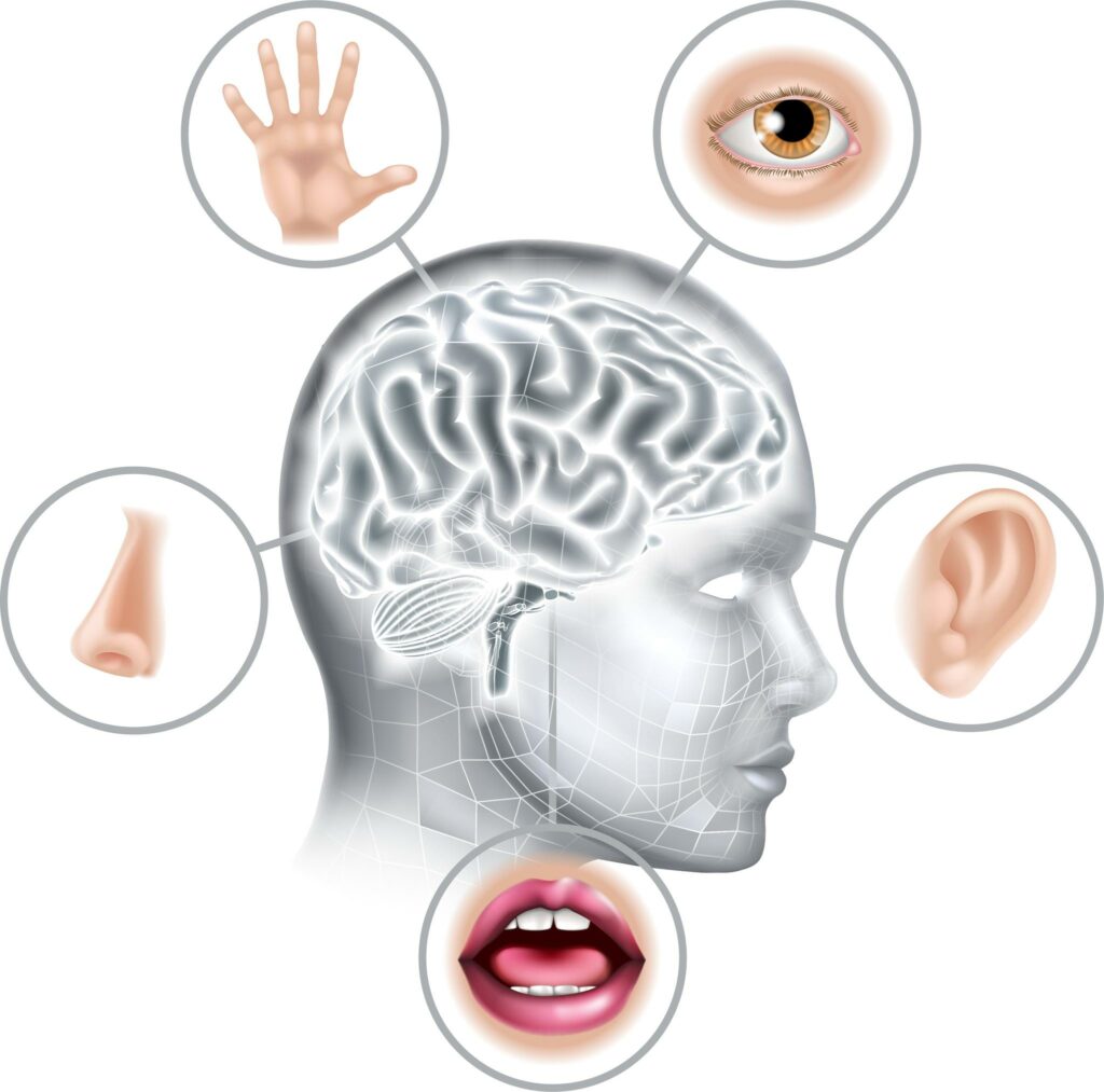 Analyses sensorielles | Meurice